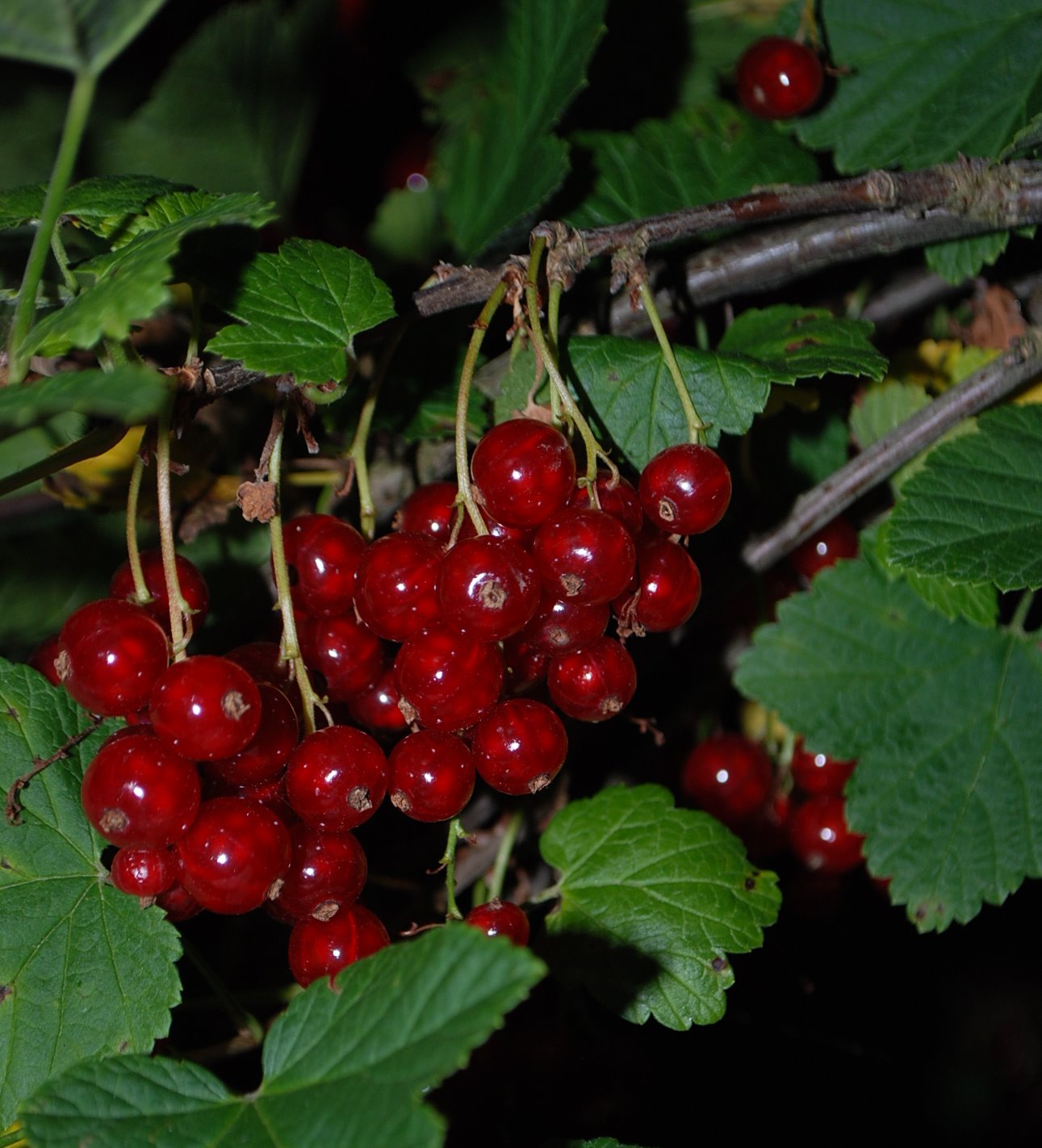 Koristepuutarhurin pihalla: Punaiset viinimarjat ovat kypsyneet