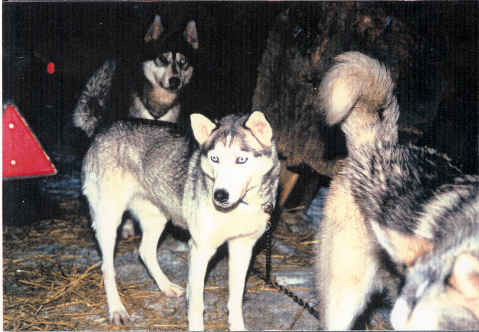 Vargvind siberian husky: Kennel Polar Speed