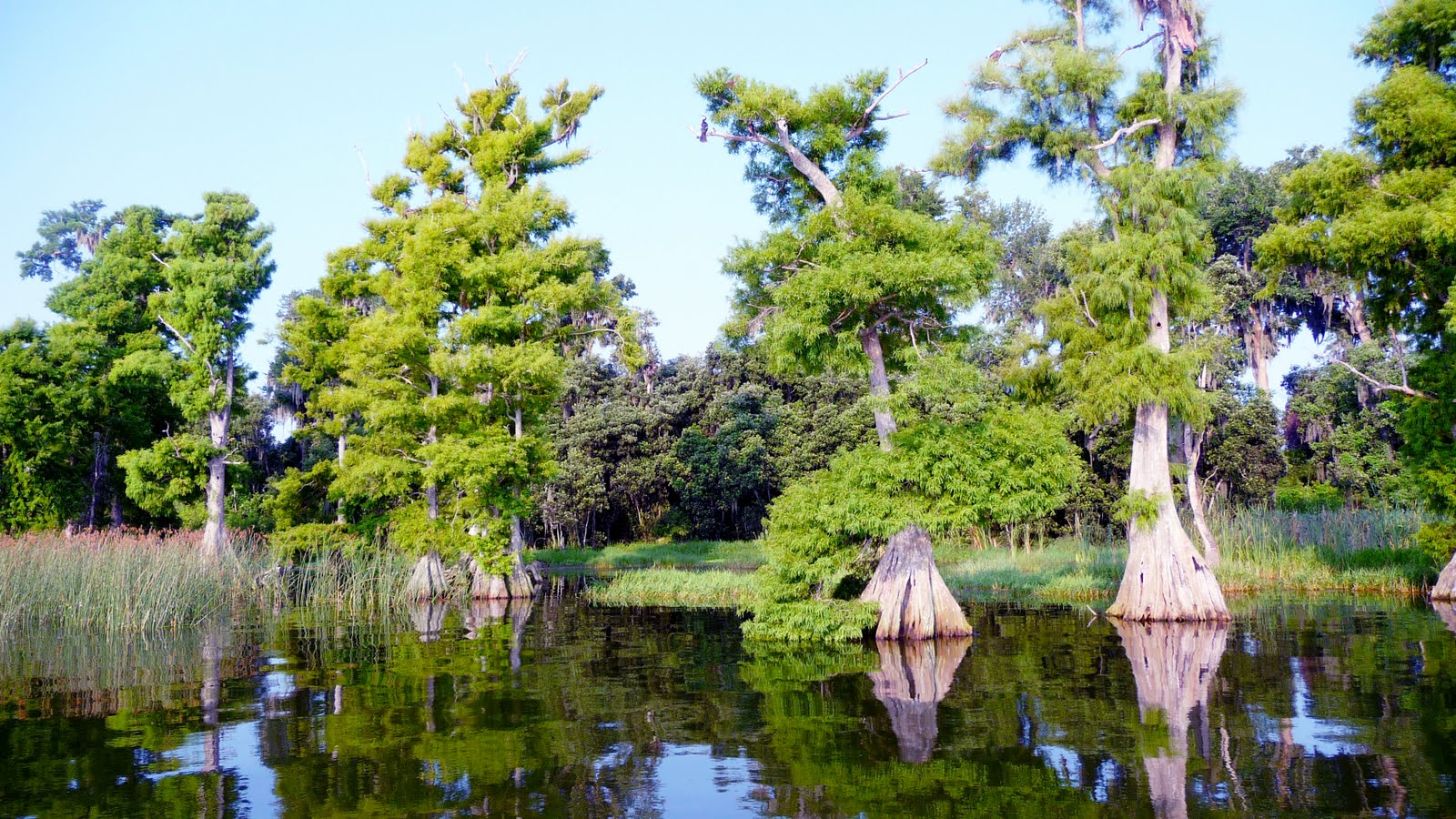 The Florida Land Report: For Sale: 312 +/- Acres Orleans Estate on ...