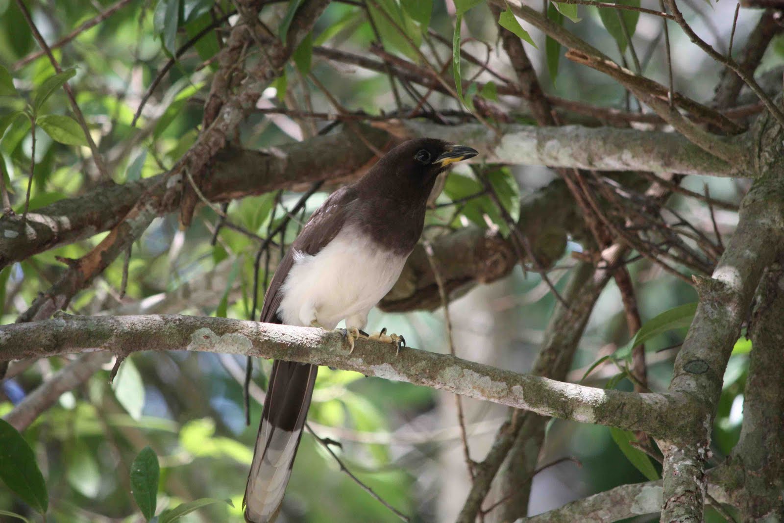 Sweaty Petén: Animals of Tikal