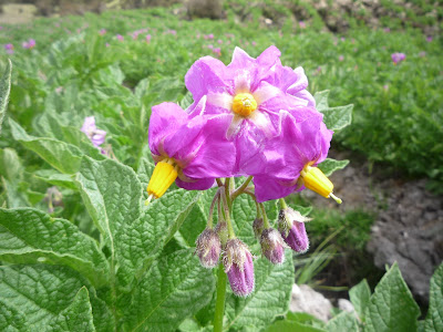 SHULLUYACO - HUÁNUCO - PERÚ: HERMOSA FLOR DE PAPA, TÍPICO CULTIVO EN ...