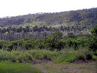 Caimito, mi pueblo en Cuba: Fotos del campo de Caimito