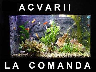 M I L E N I U M: Acvarii la comanda