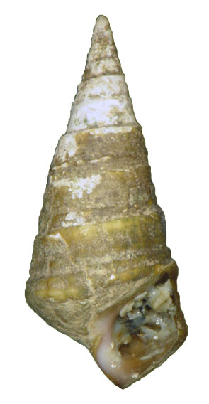 Freshwater Gastropods of North America: Joe Morrison and the Great ...