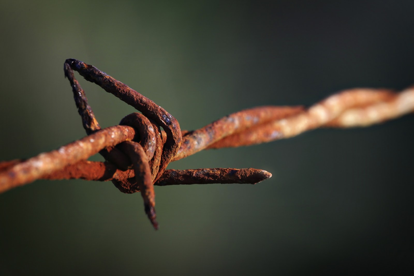 Kauai Blu: Barb Wire