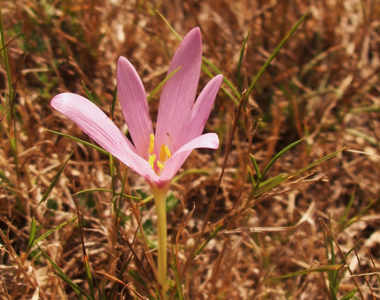 La fleur kitchen: Colchicum autumnale