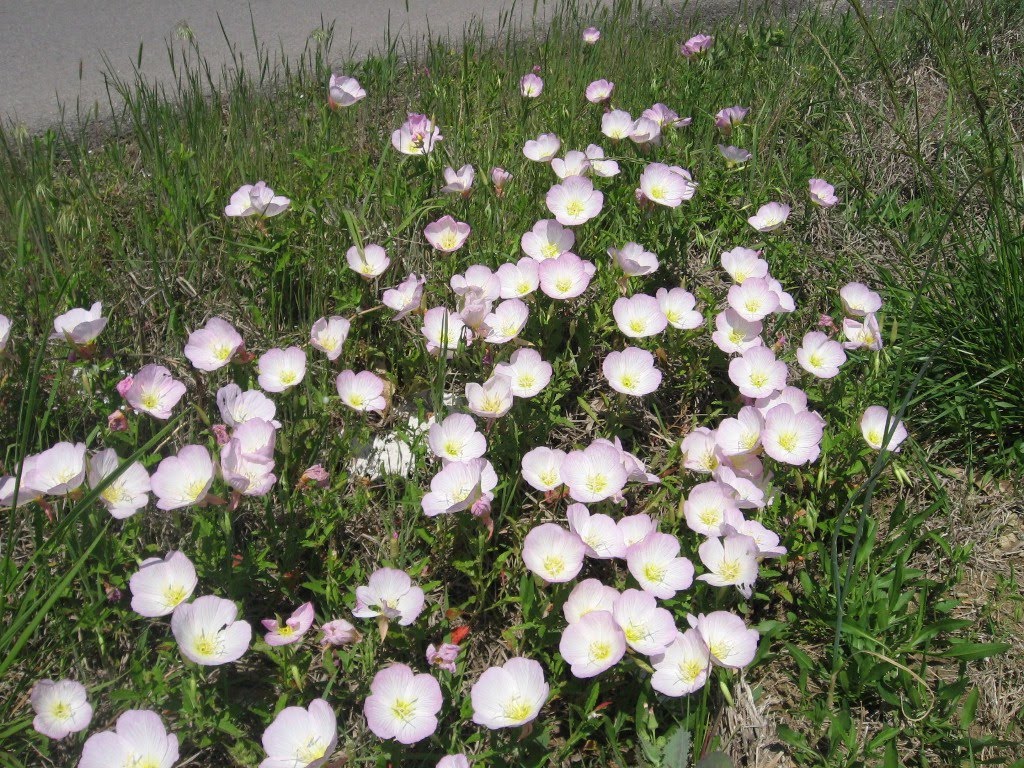 Prairie Places: Evening Prairie Primrose