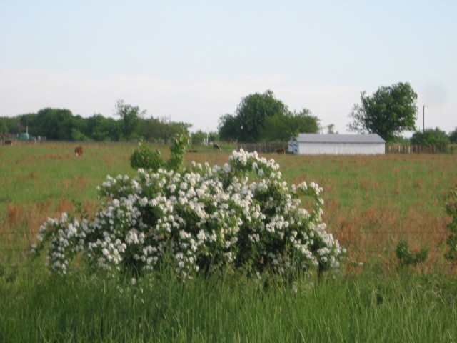 Prairie Places: The Blooming prairie