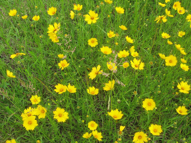 Thoughts Join Letters: Favorite Oklahoma Wildflowers