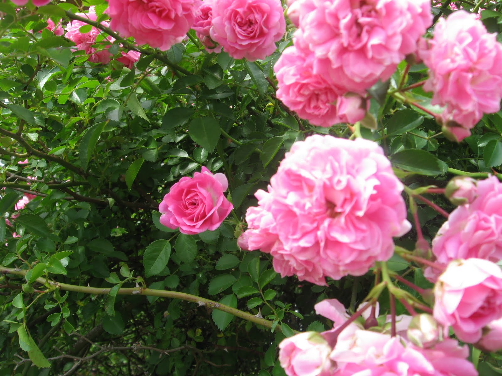 Prairie Places: Little Rose Bush on the Prairie