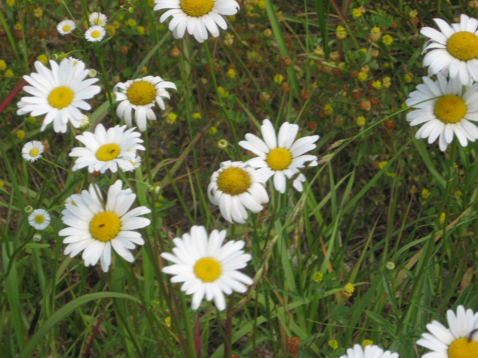 Prairie Places: Wildflowers a Wild Daisy