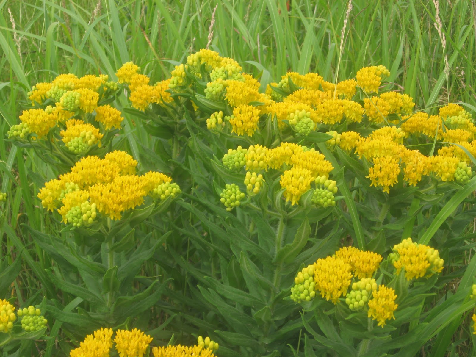 Prairie Places: Butterfly Weed