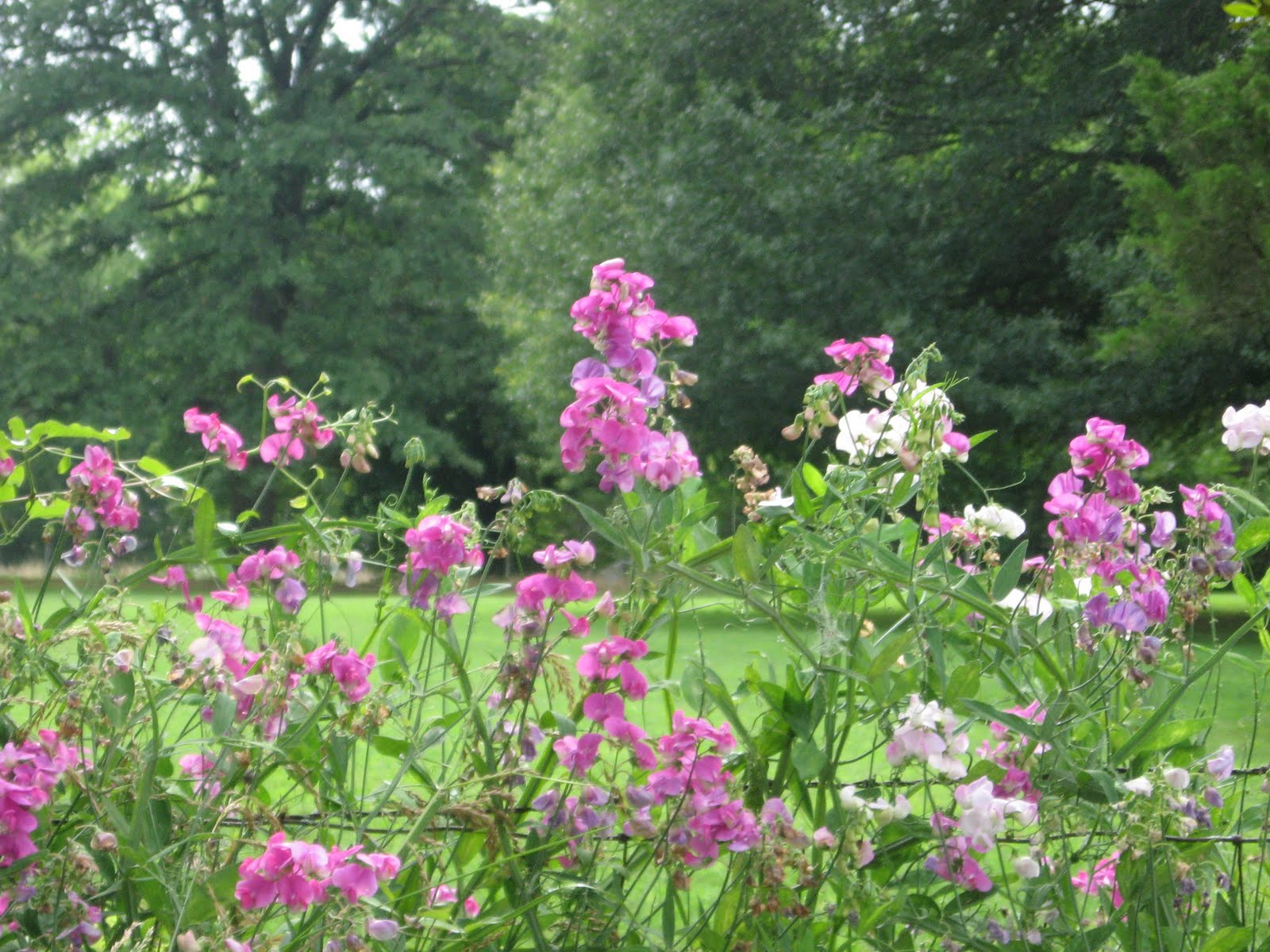 Prairie Places: Pink Prairie Posies