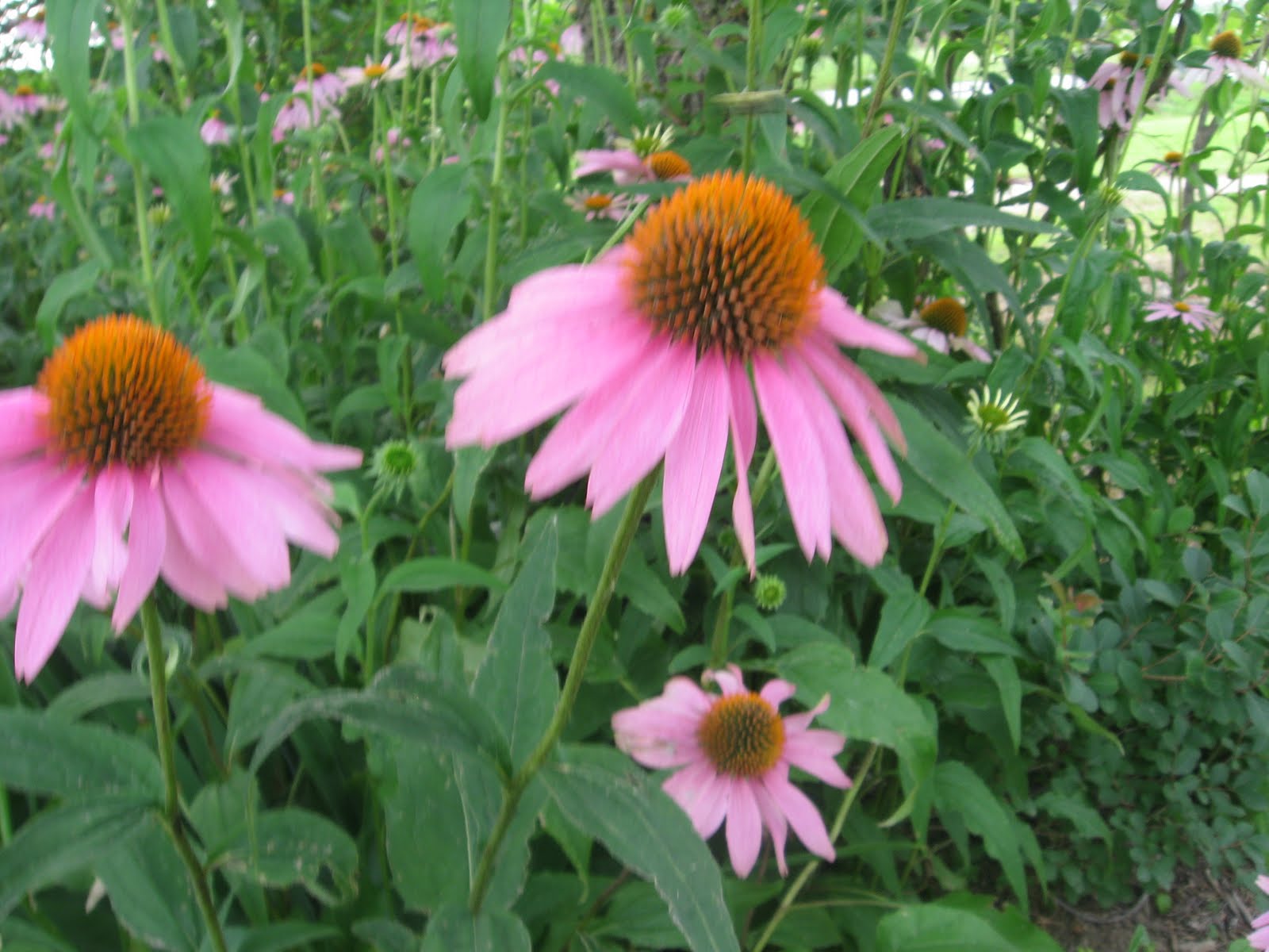 Prairie Places: Pink Prairie Posies