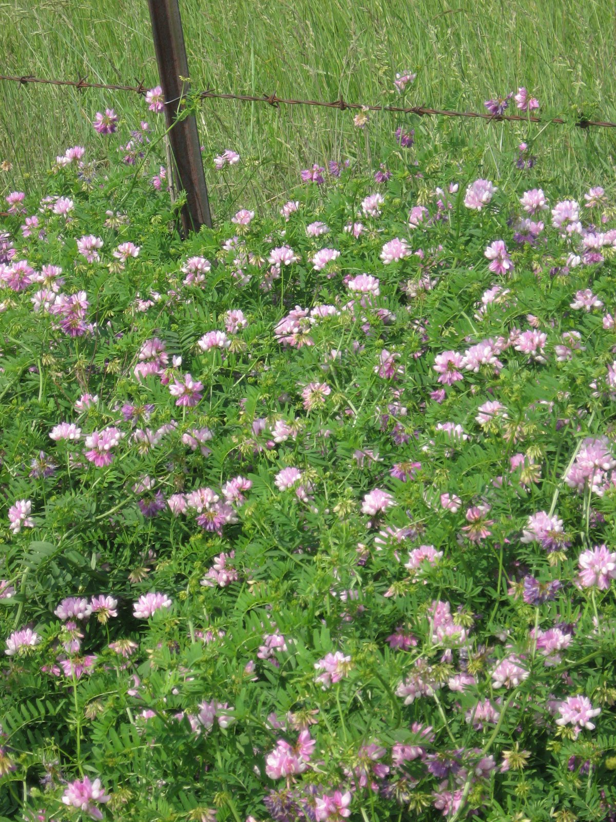 Prairie Places: Pink Prairie Posies
