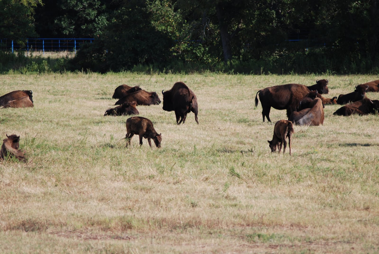 Prairie Places: Rock Creek Buffalo Ranch