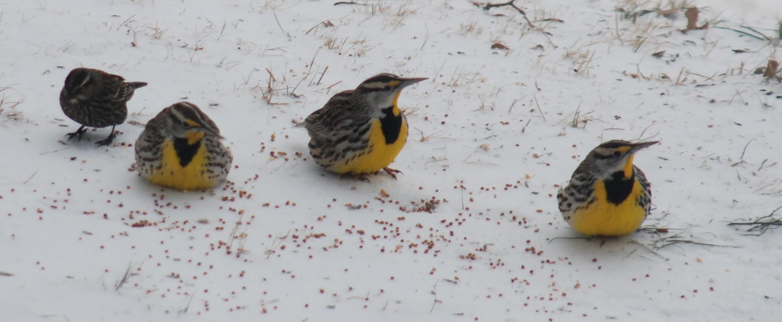 Prairie Places: Birds of the Prairie in Winter
