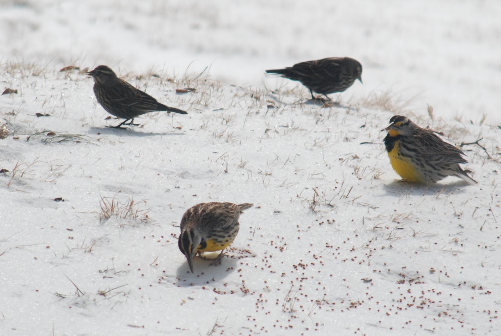 Prairie Places: Birds of the Prairie in Winter