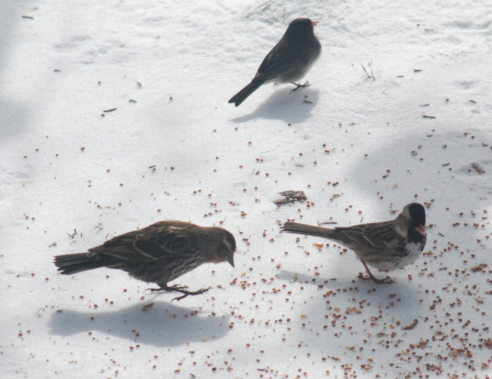 Prairie Places: Birds of the Prairie in Winter
