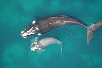 Biología Latina: Ballenas madres enseñan a sus crías donde comer.