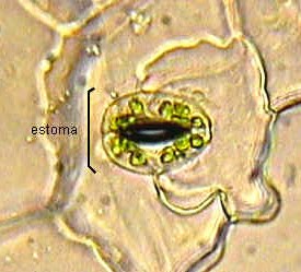 Ciències de la naturalesa 2on E.S.O.: Tema I. El manteniment de la vida