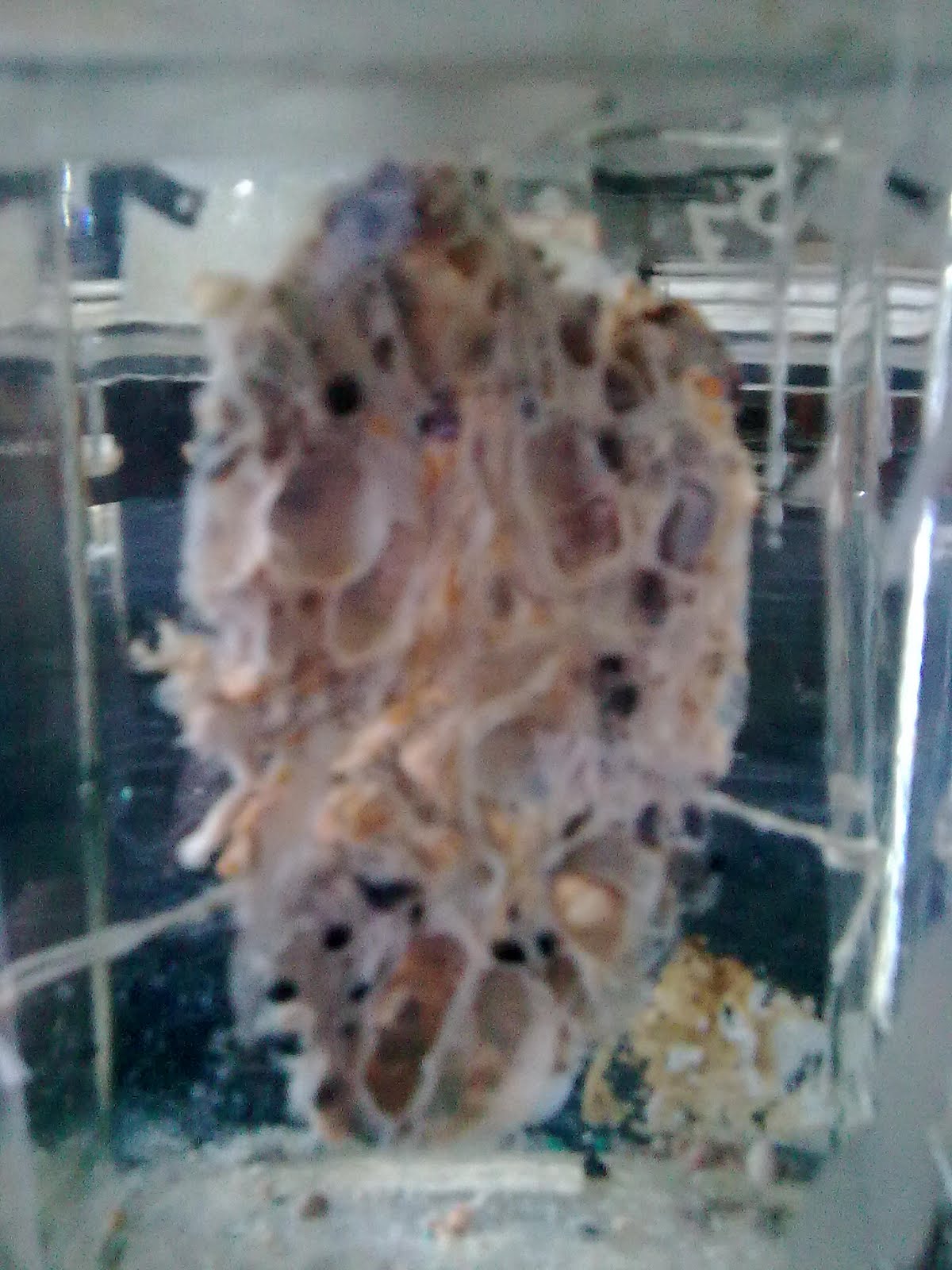 Gandhi Medical College: Gross Specimens I