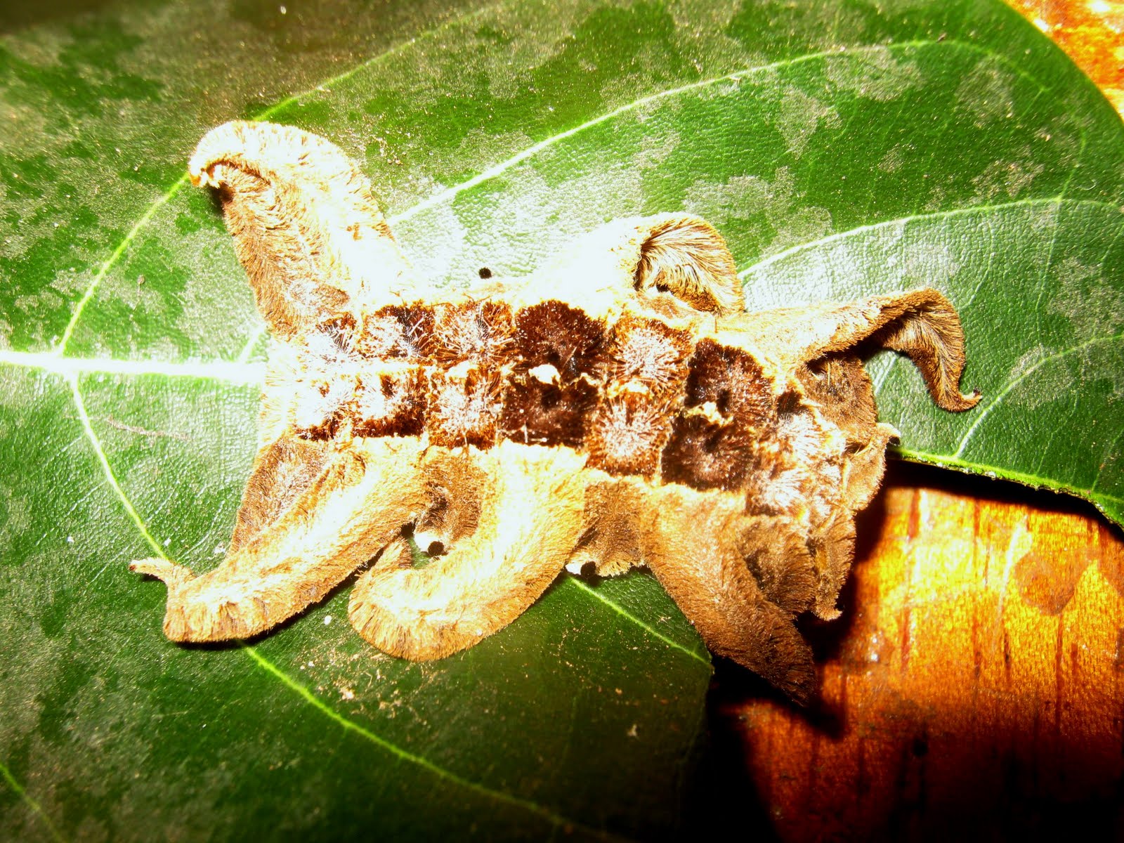 Entomologia comportamental: Lagarta aranha - Phobetron hipparchia