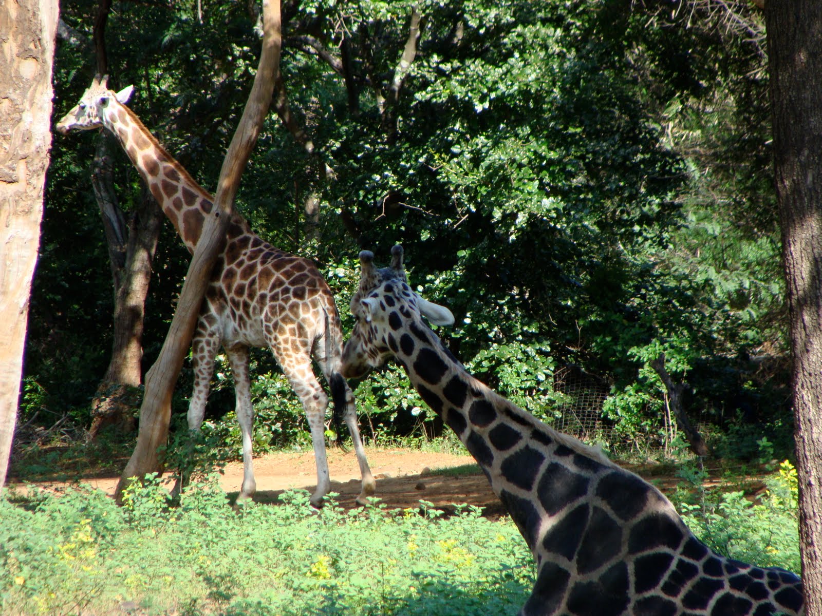 Wayne Lepine: Arignar Anna Zoological Park