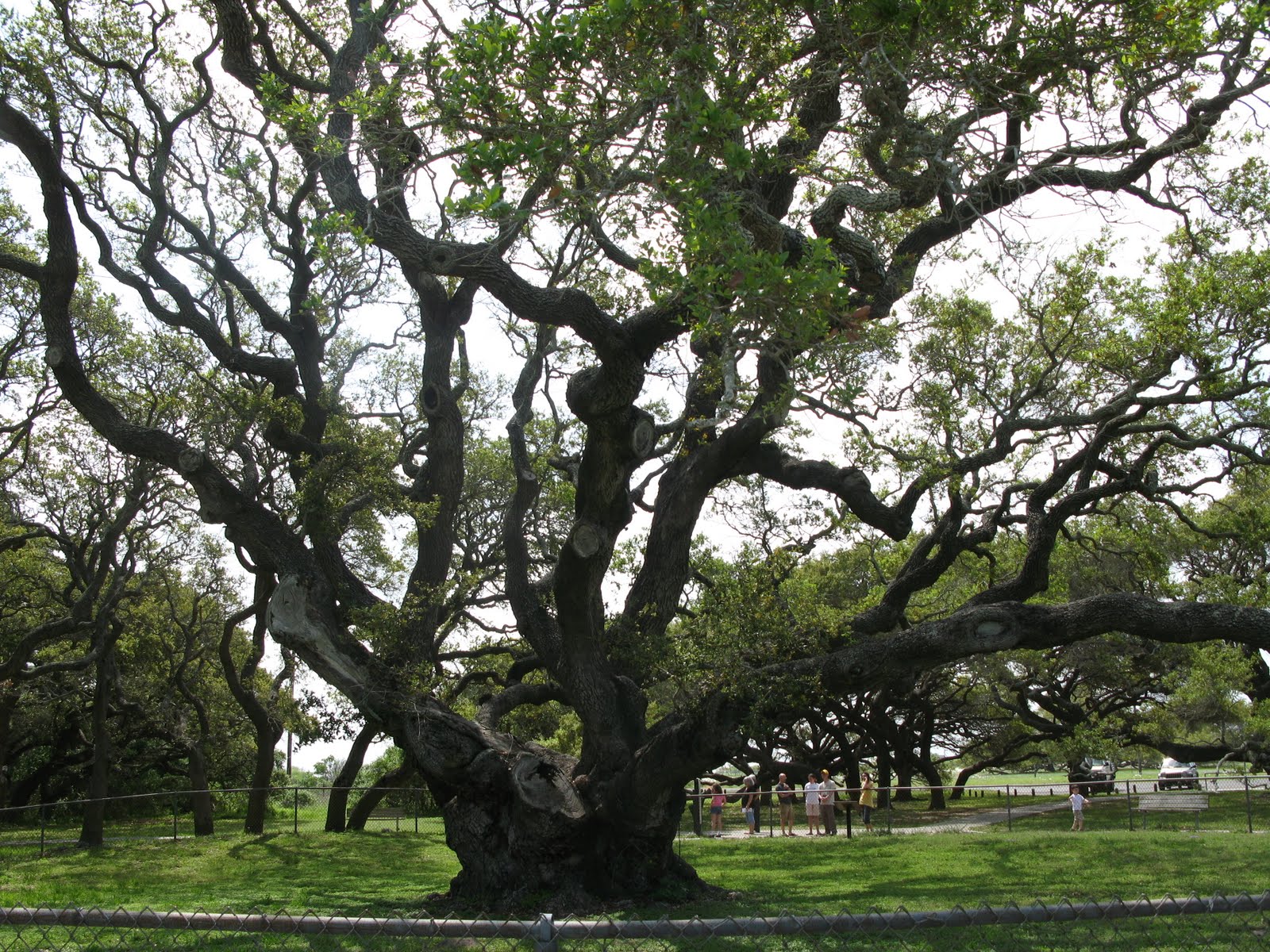 biologie.: The Big Tree :: Ever Wonder What A 1000+ Year Old Tree Looks ...