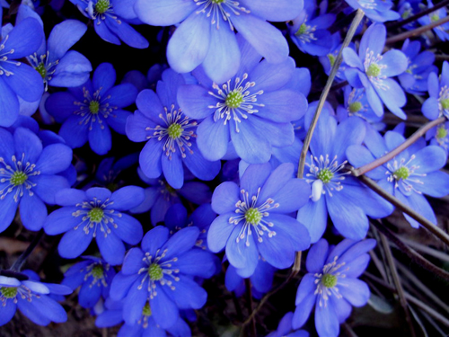 RAVIMTAIMED: SINILILL