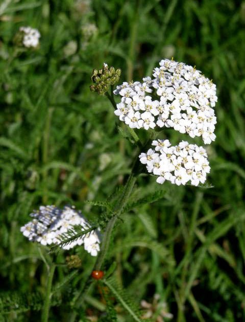 RAVIMTAIMED: HARILIK RAUDROHI