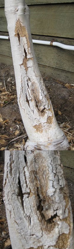 10 Foot Planet: Paw Paw Trees: Something Rotten