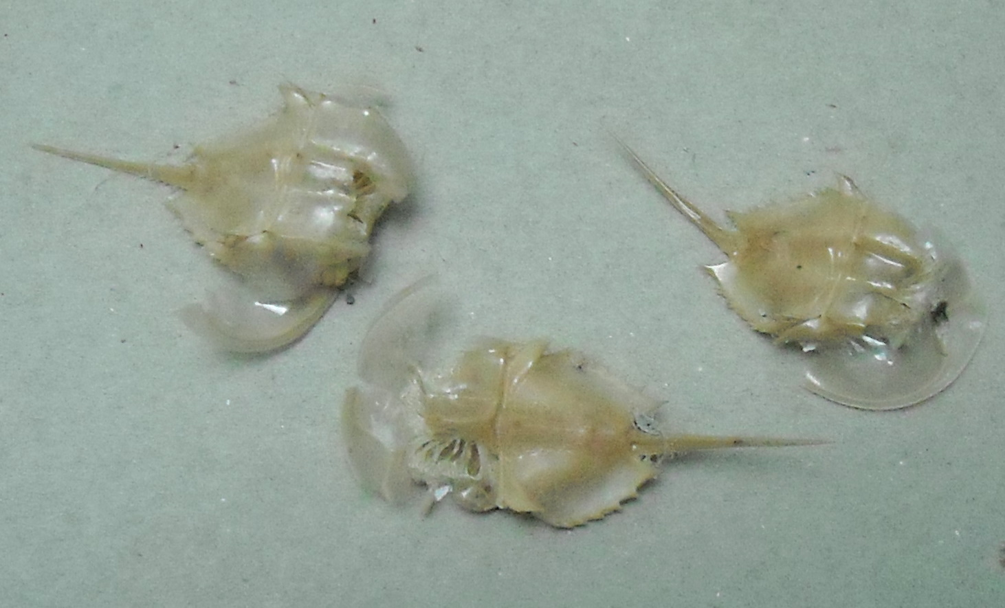 Nature Is My Elixir: Limulus polyphemus