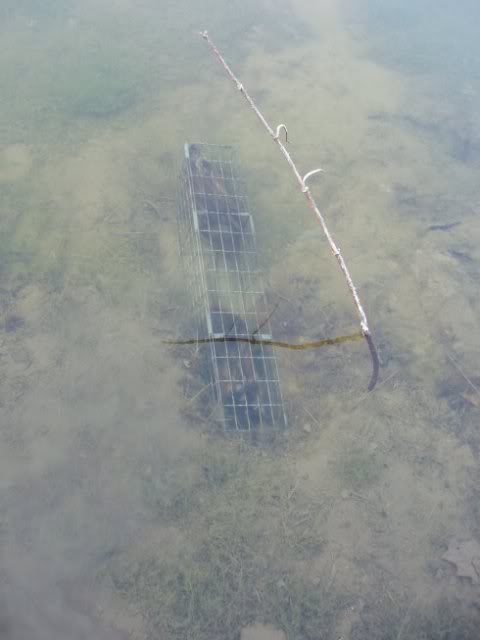 Trapping Supplies Review: Muskrat Colony Traps