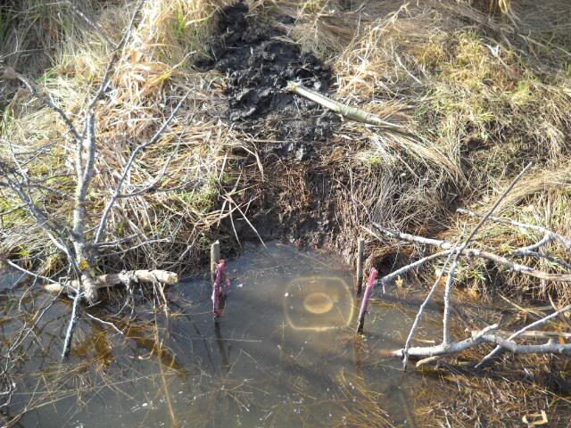 Trapping Supplies Review: Footholds for Beaver