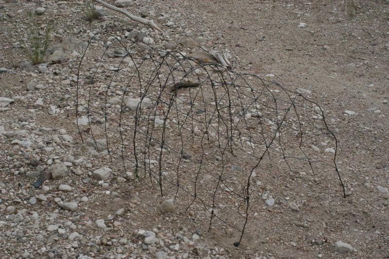 Trapping Supplies Review: Snare Set for Bobcats