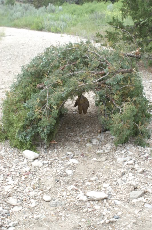 Trapping Supplies Review: Snare Set for Bobcats