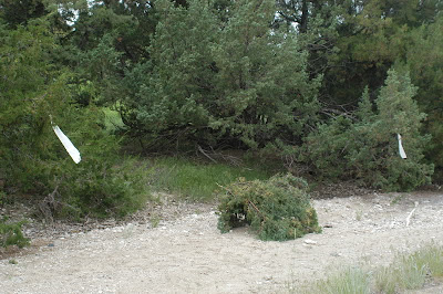 Trapping Supplies Review: Snare Set for Bobcats