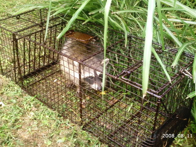 Trapping Supplies Review: Using Cage Traps