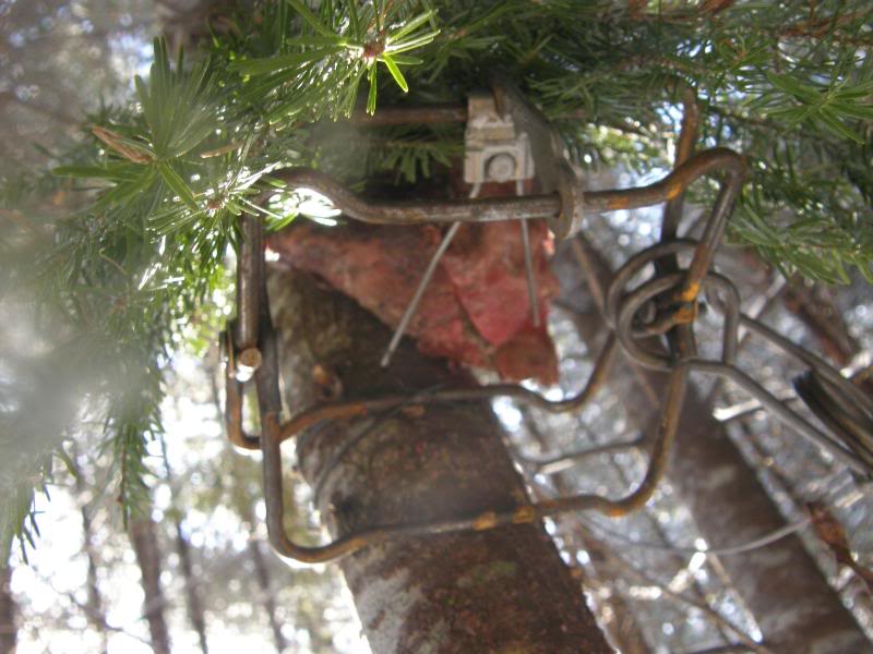 Trapping Supplies Review: Conibear Sets for Marten