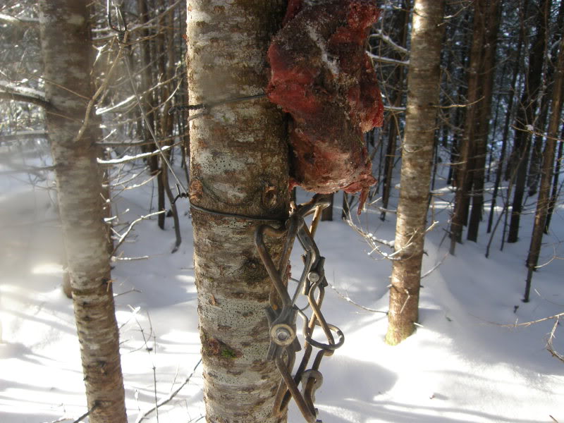 Trapping Supplies Review: Conibear Sets for Marten