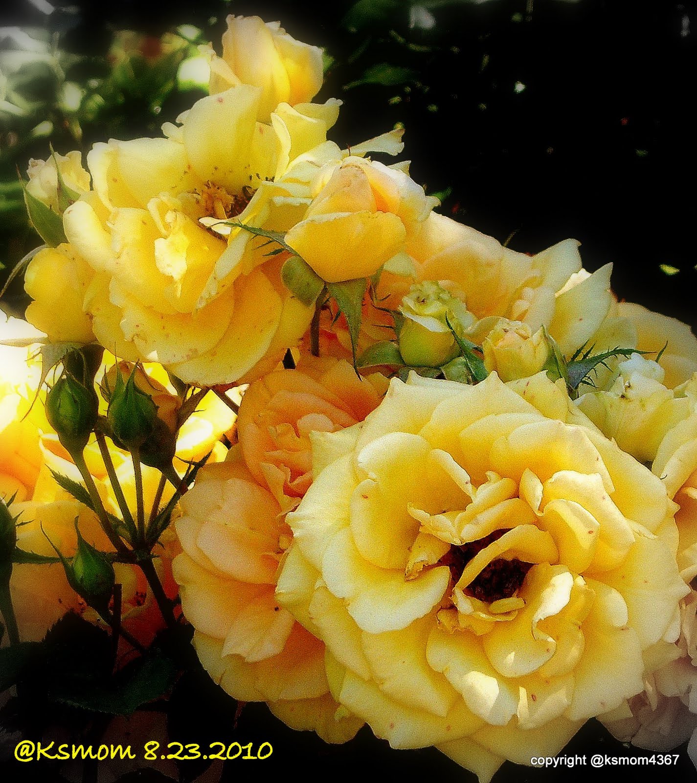 Mountain Mermaid: Friday Flower..