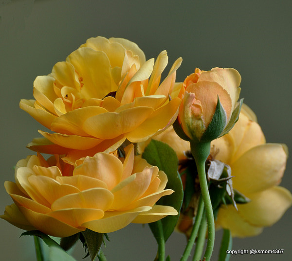 Mountain Mermaid: Friday Flower..