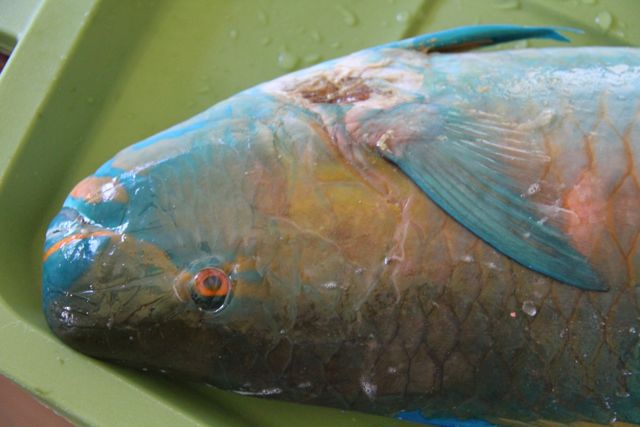 So Duck Soup: Stuffed Uhu