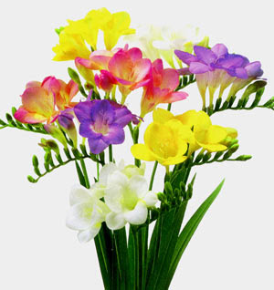 Ikebana-World: Frezia