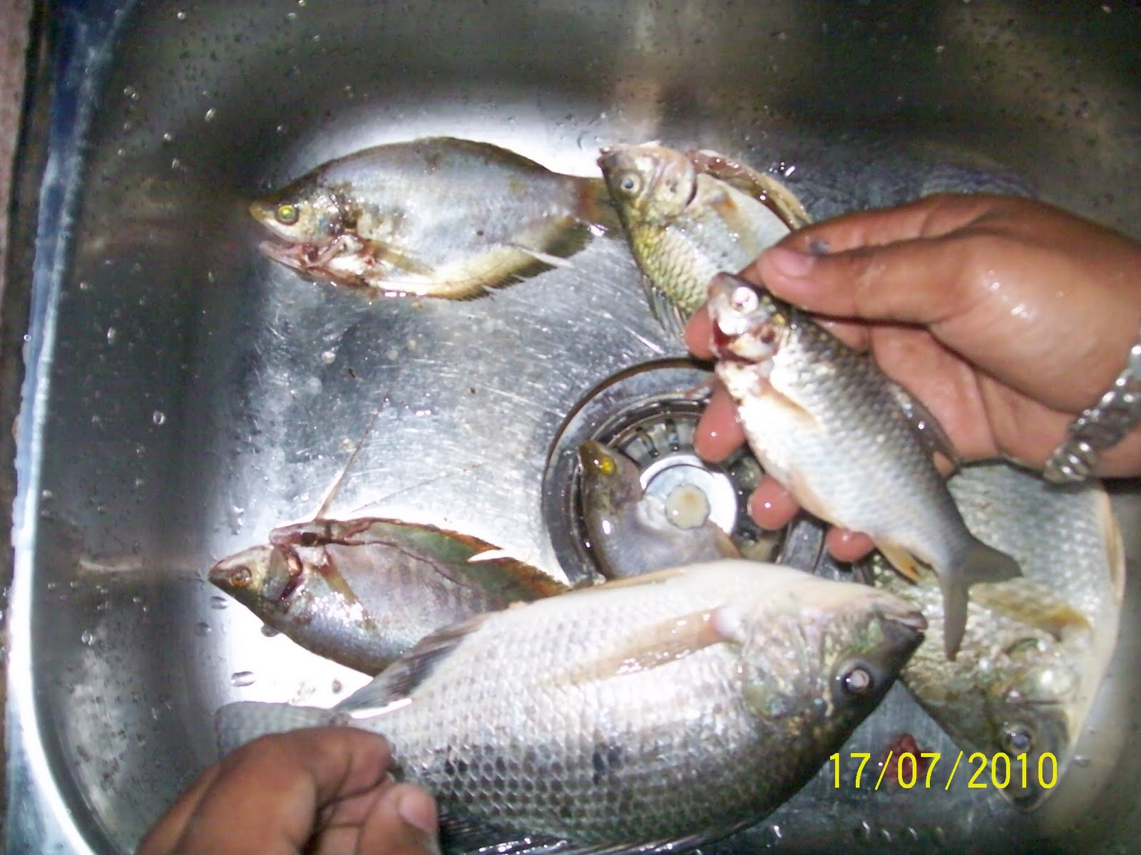 aku_bLog: mengiDam ikan darat laa plakk....