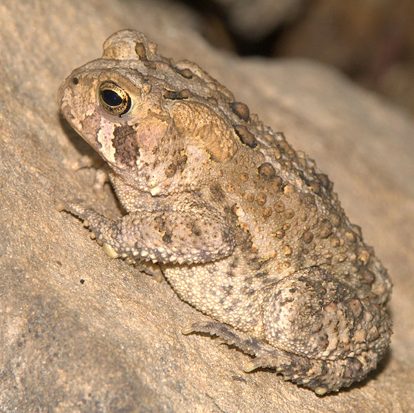 En-Uk's Animal Blog: Toad