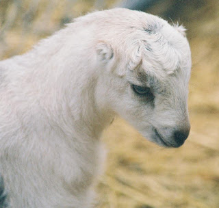 Lamancha Goats: A Quick Guide to Goat Breeds
