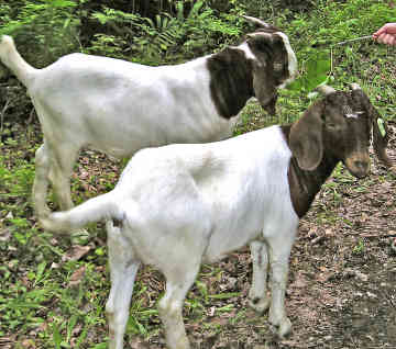 Boer Goats: Six Tips For Breeding Quality Boer Goats