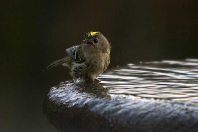 iwings: golden crested wren